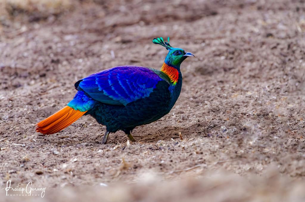 16 Amazing Experiences on the Everest Birding and Base Camp Trek